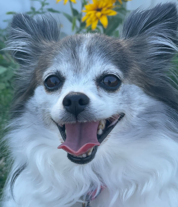 About Us | Normal Bear Media | Marketing Agency