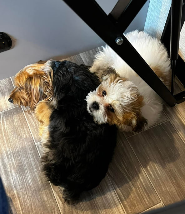 About Us | Normal Bear Media | Marketing Agency