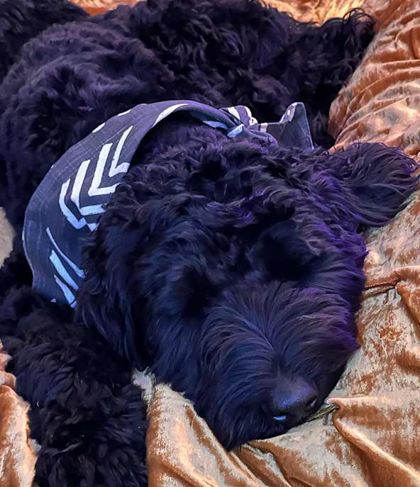 About Us | Normal Bear Media | Marketing Agency