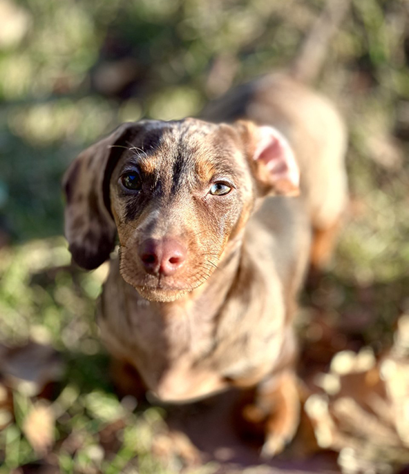 About Us | Normal Bear Media | Marketing Agency