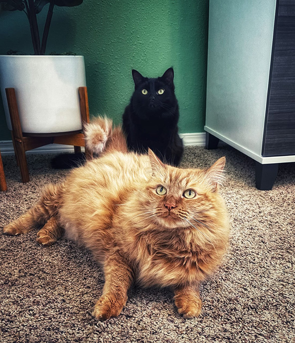 About Us | Normal Bear Media | Marketing Agency